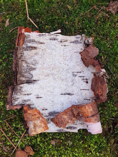 Barking Up the Right Tree: Hilarious Home Improvement Hacks Using Tree ...